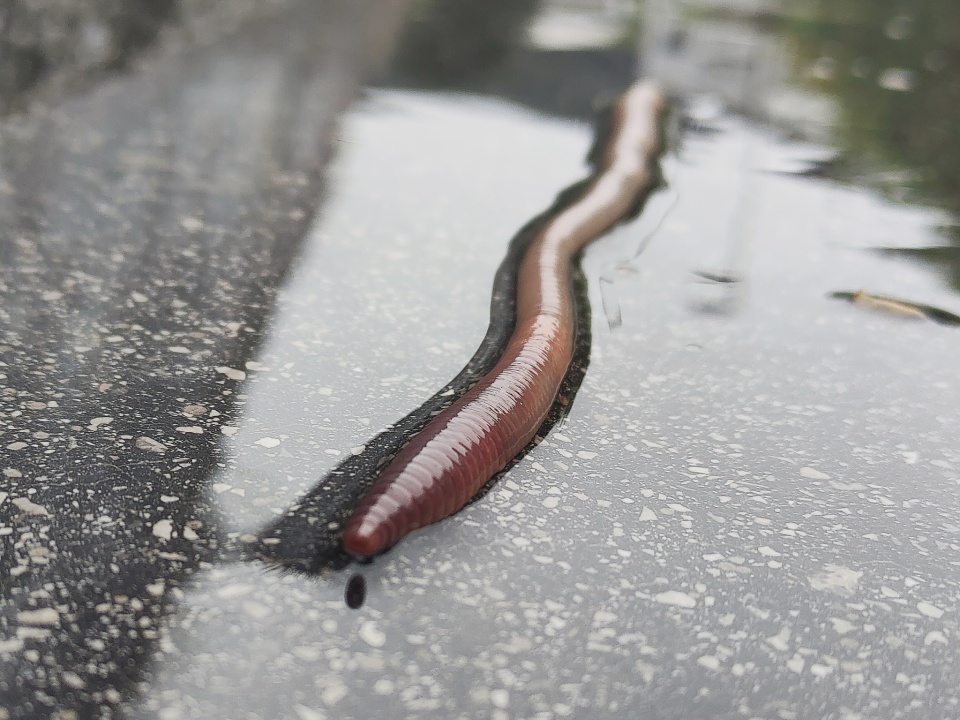 "Rain-Worm" | Renfrebar | Blipfoto