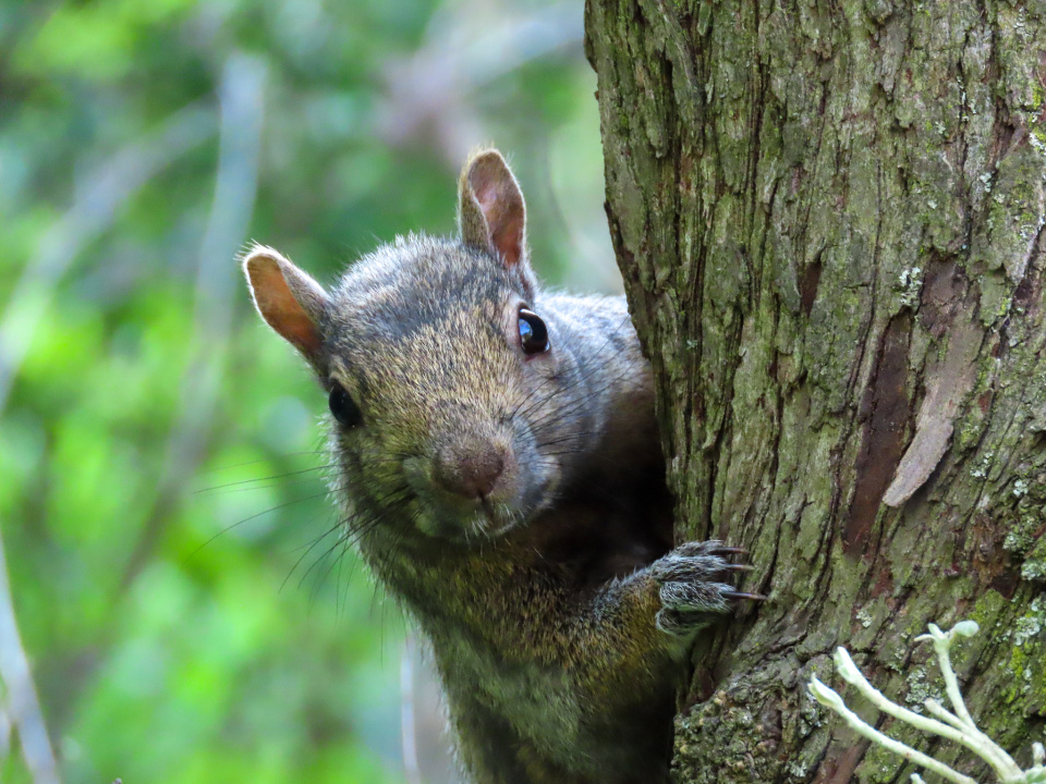 Squirrel Blip Friday - Finally Summer edition | KevinV | Blipfoto