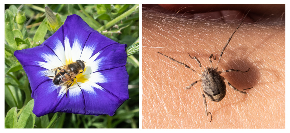 Bugs | Kernow | Blipfoto