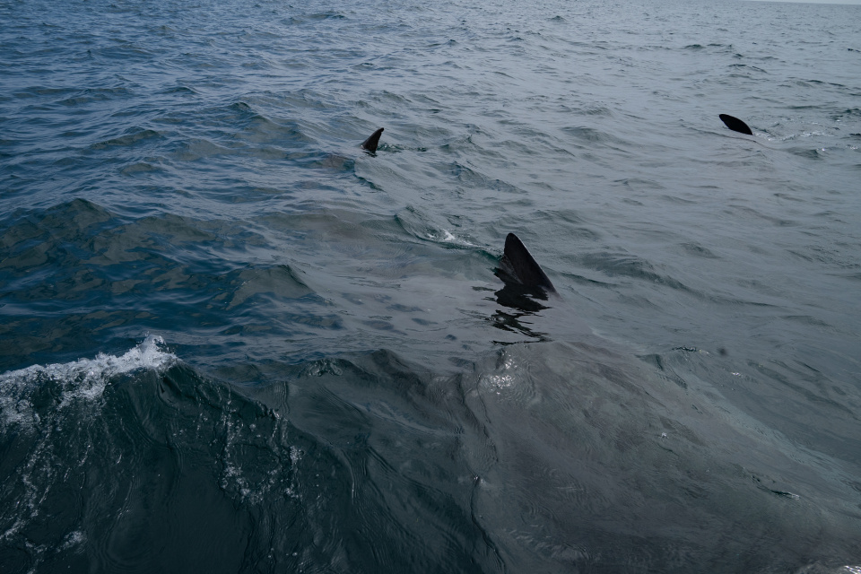 Basking | RP1 | Blipfoto