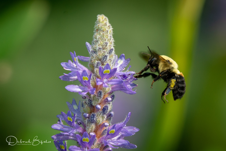 Yowzer! | dbifulco | Blipfoto