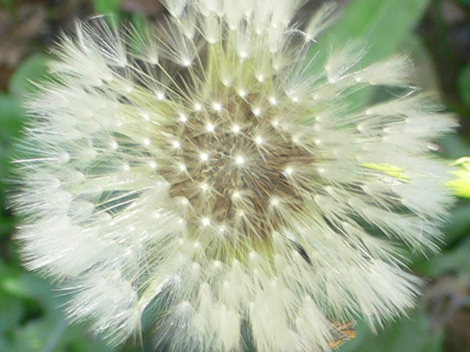 Dandelion | flying | Blipfoto