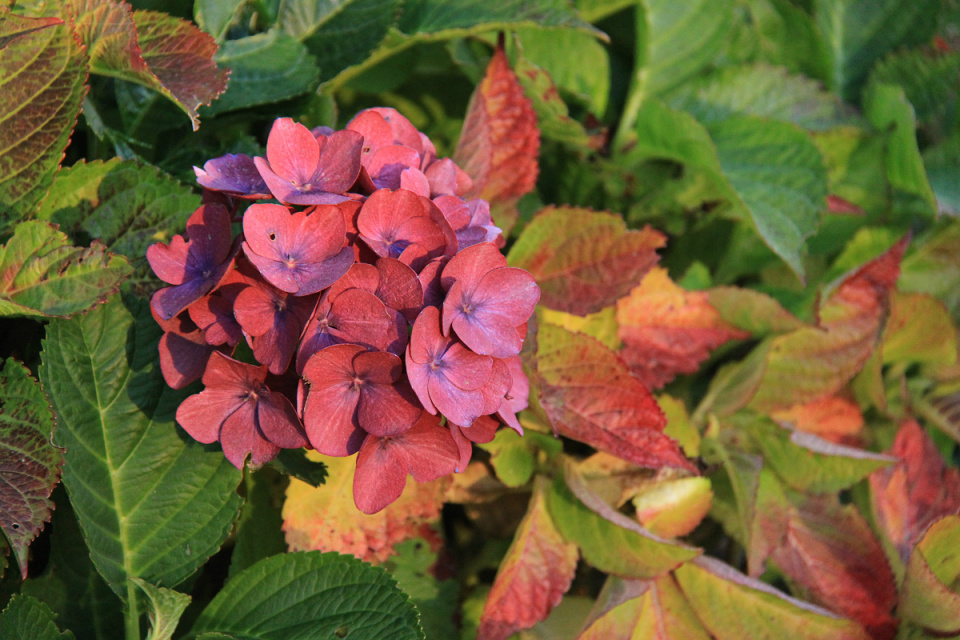 Golden Hydrangea | SodiumBrothers | Blipfoto