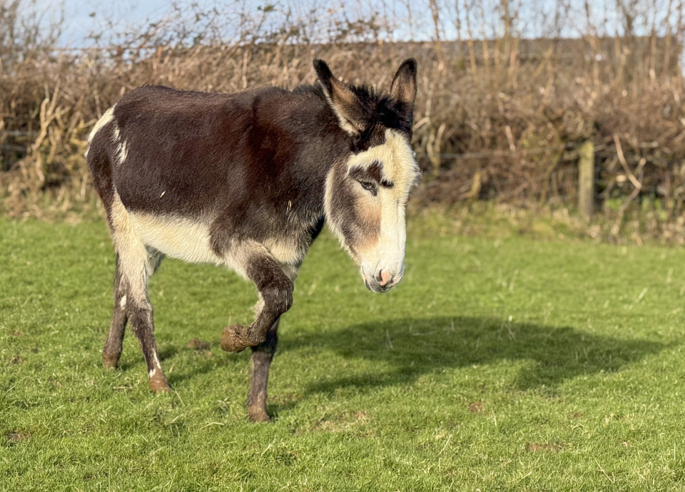 Down on the farm . . . | suejay50 | Blipfoto