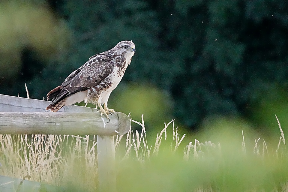 Buzzard | BobsBlips | Blipfoto