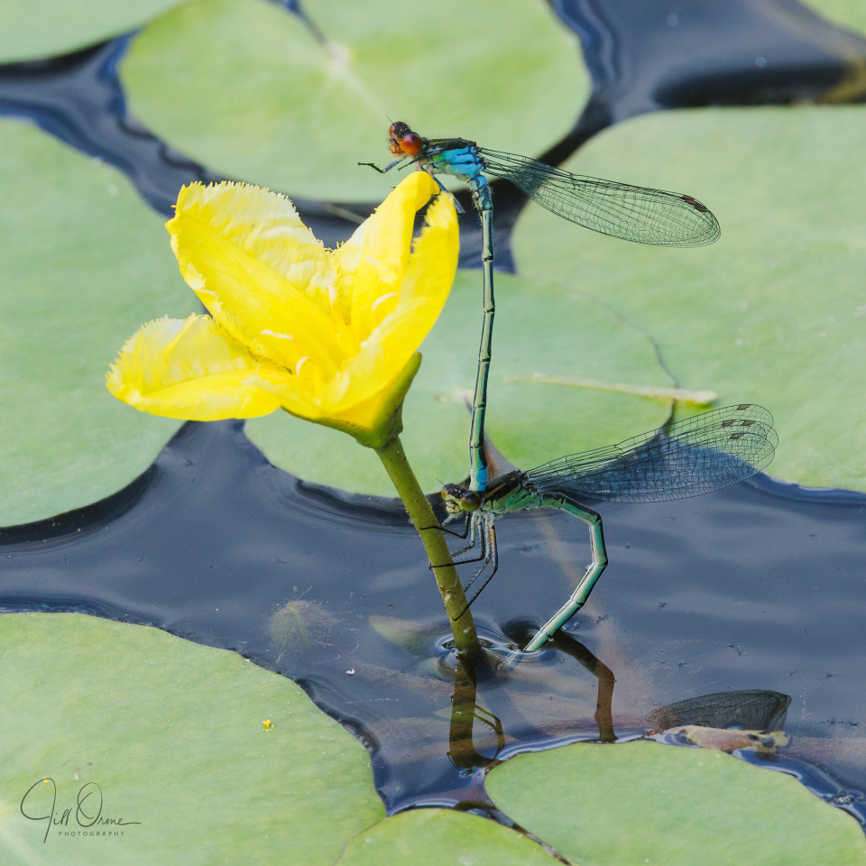 Teamwork | JDO | Blipfoto