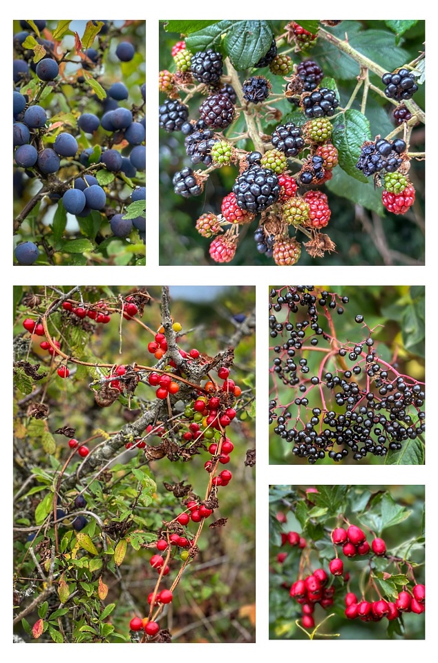 Hedgerow harvest | Technophobe | Blipfoto