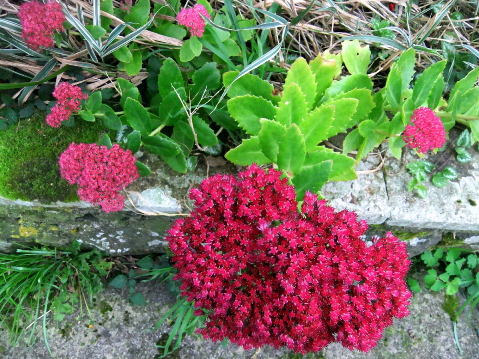 Opinions upon Orpine | ceridwen | Blipfoto