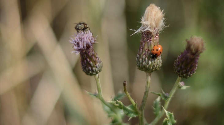 Spotted | Alison666 | Blipfoto