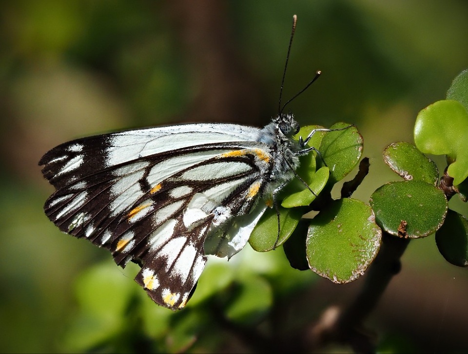 Common white butterfly | AnnieBelle | Blipfoto