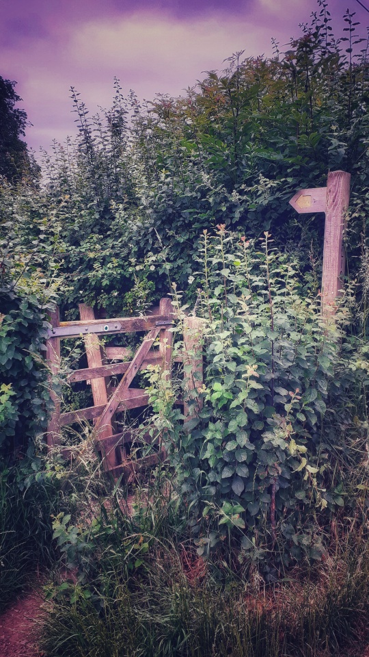 Overgrown | KF | Blipfoto