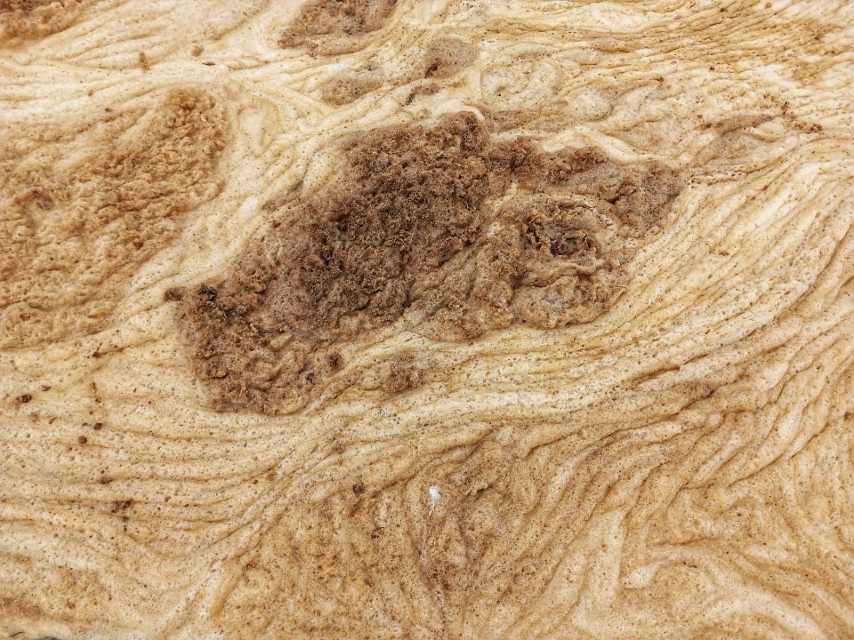 Frothy | Freuchie | Blipfoto