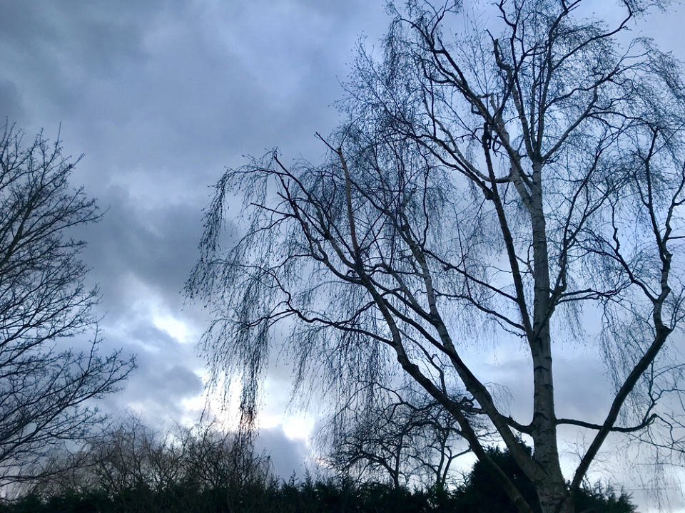 Amenity tree | Carscribe | Blipfoto