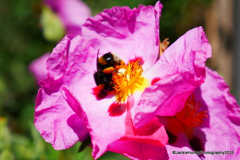 Bee | ThingsBeautiful | Blipfoto