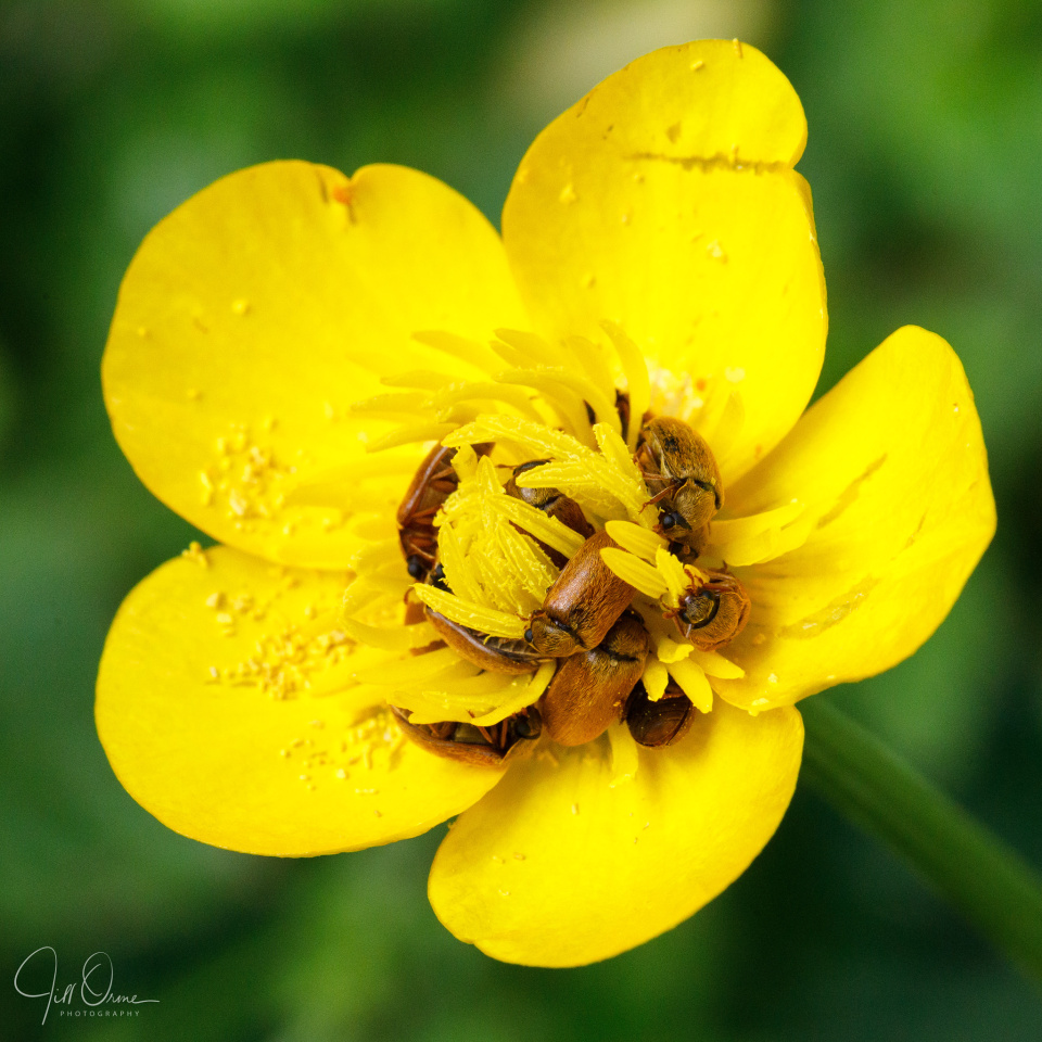 Fruitworms | JDO | Blipfoto