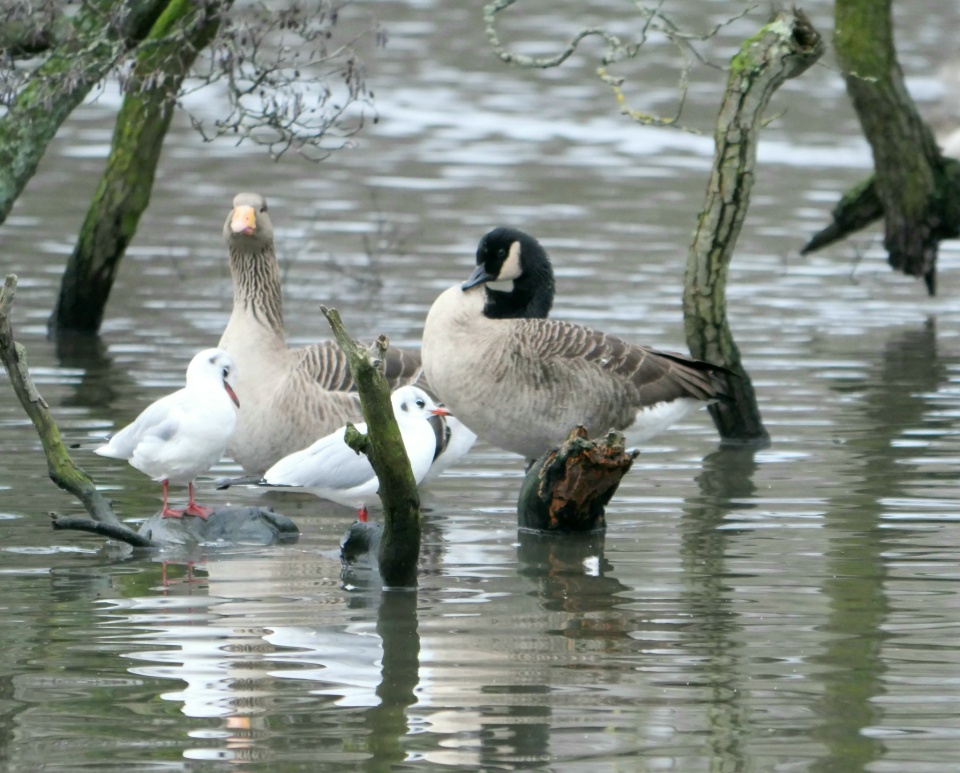A bevy of birds | gillyh | Blipfoto