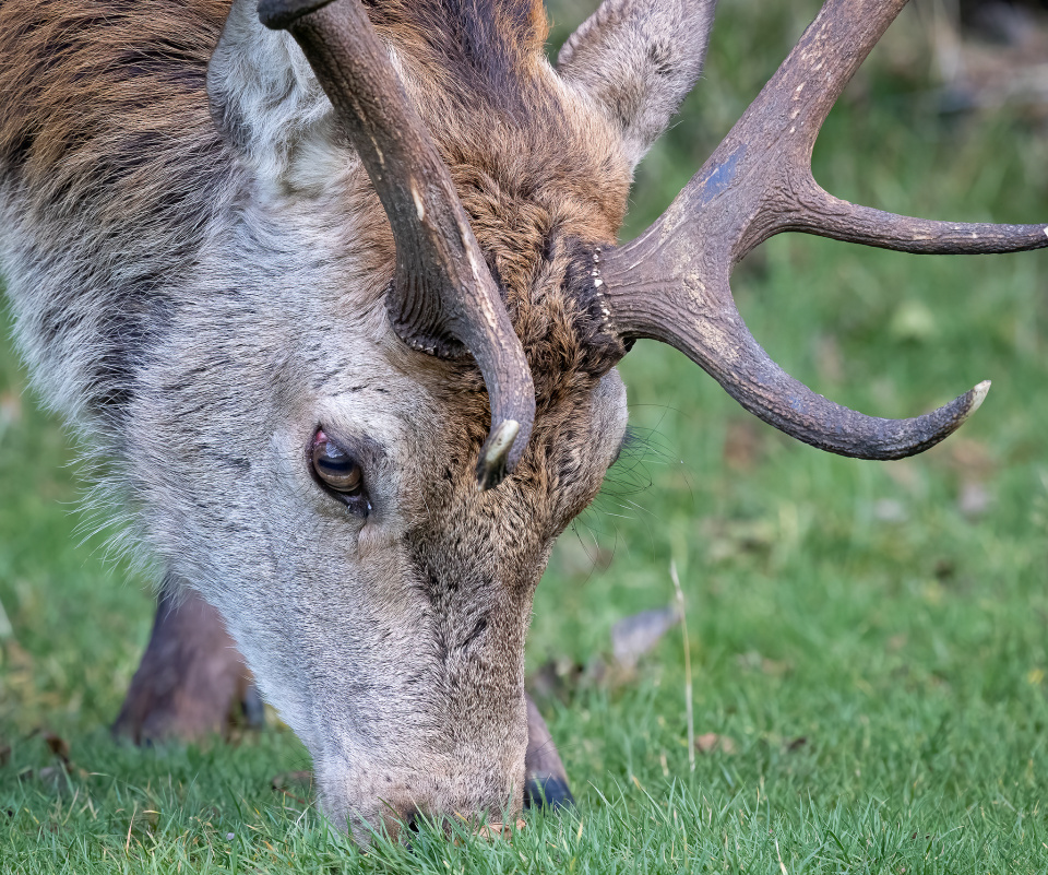 Wild | joff | Blipfoto