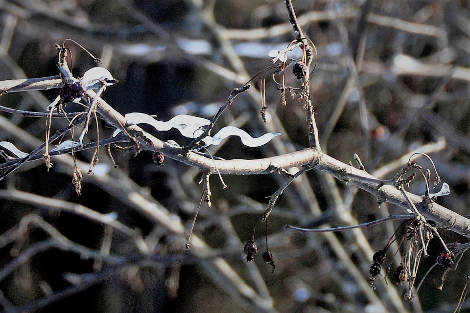 Ice Worms | Memories4Me | Blipfoto