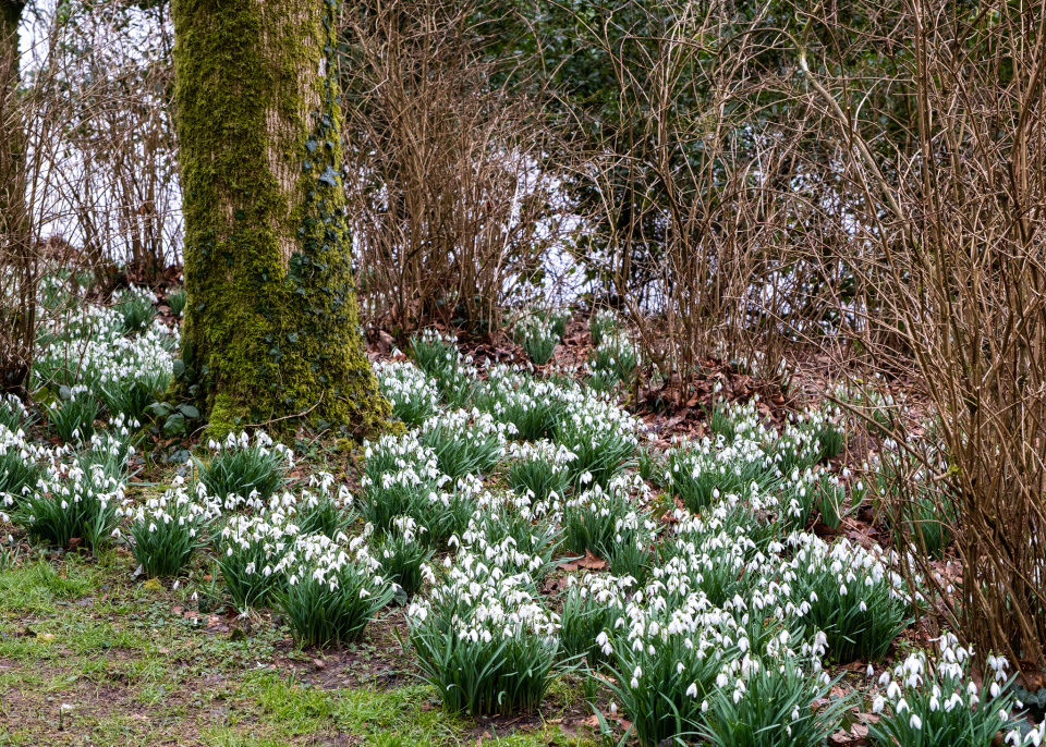 Snowdrops at Stourhead. | Judith | Blipfoto