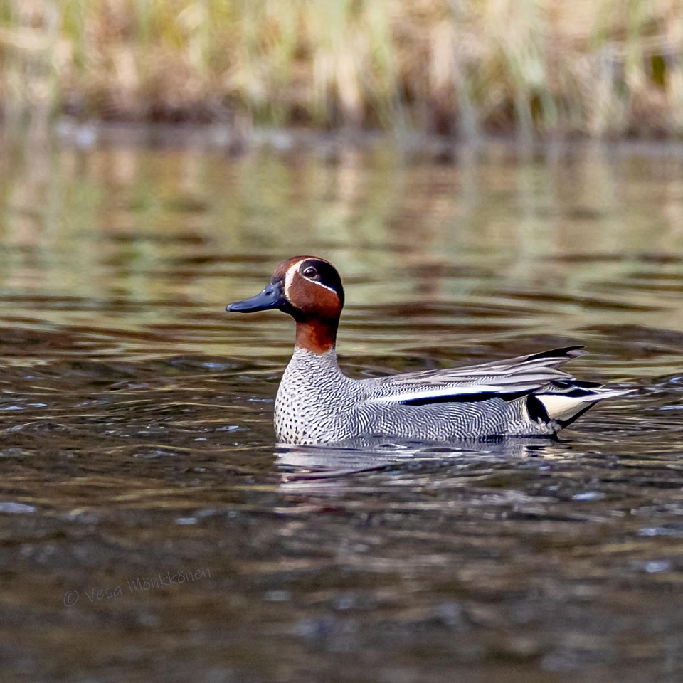 Mr common teal | vmonkkon | Blipfoto