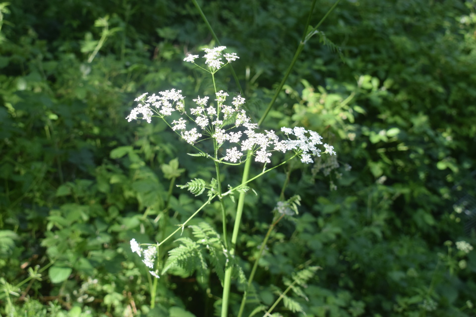 The rare ariel cauliflower plant | Martinski | Blipfoto