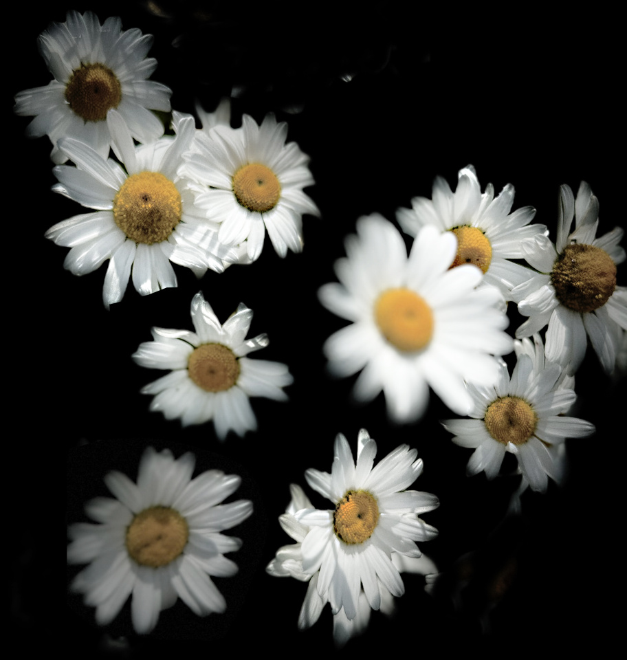 Crazy daisies | Xtoffdav | Blipfoto