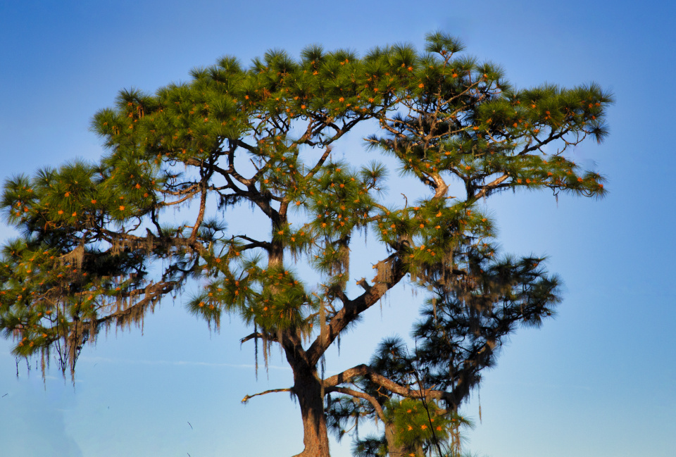 Pine Cones | bugsman | Blipfoto