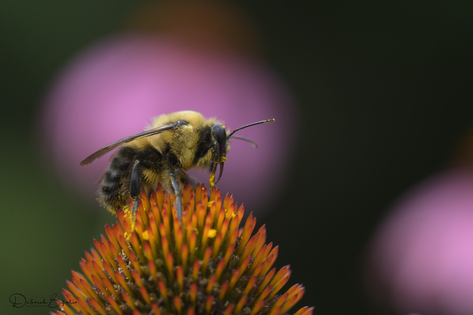Brown-belted Bumble Bee | dbifulco | Blipfoto
