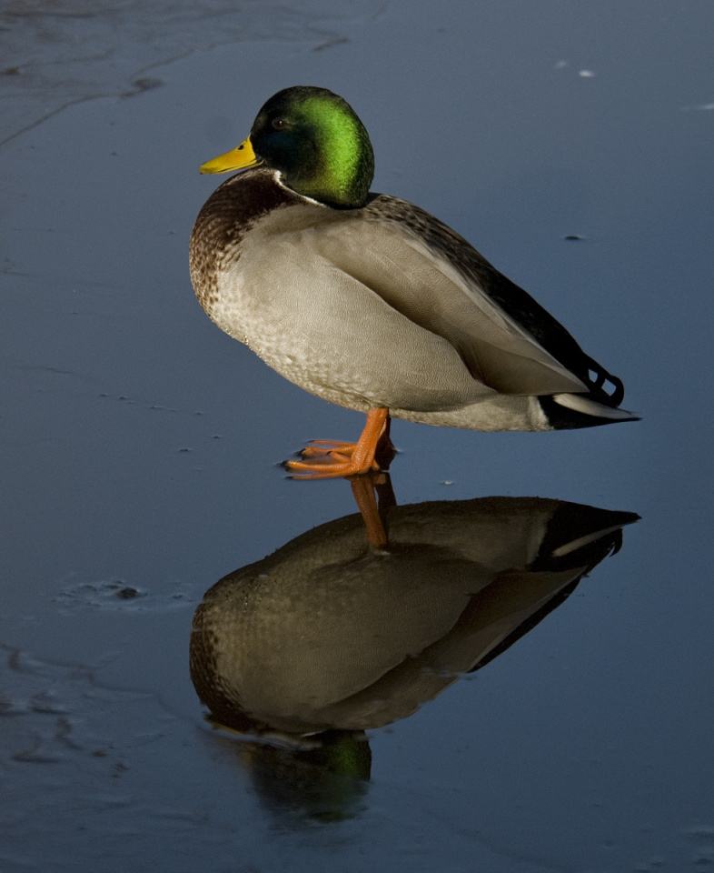 Cold duck | RichardDonkin | Blipfoto