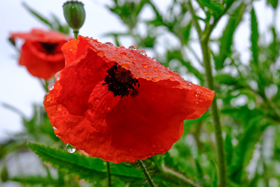 poppy | LesleyAlsford | Blipfoto