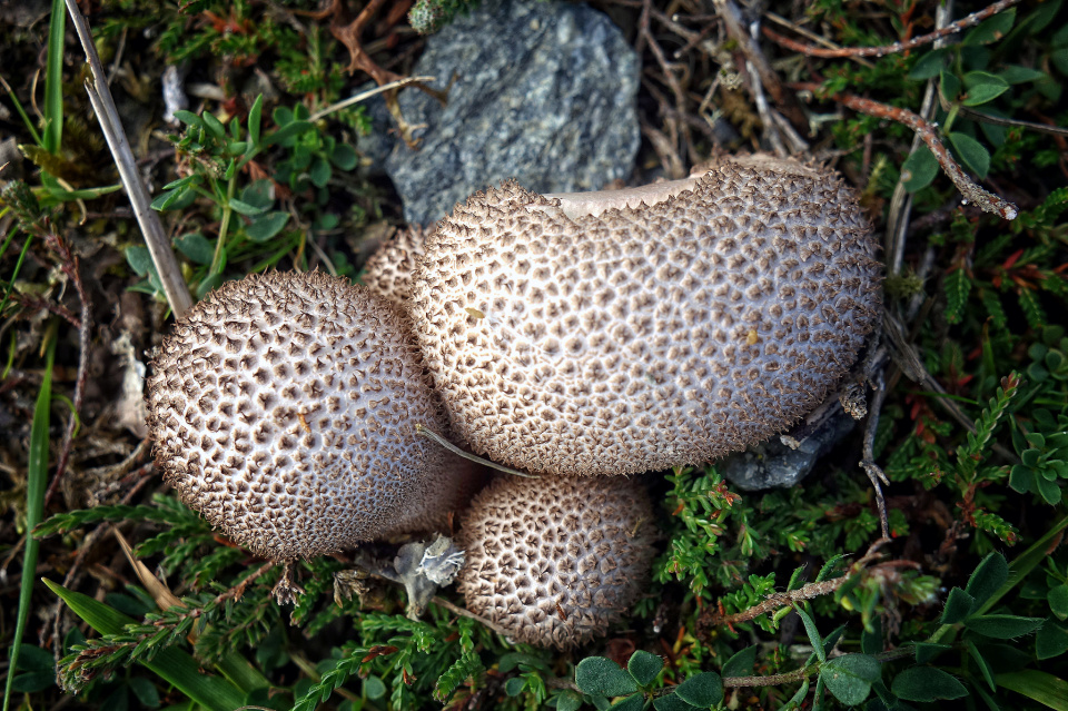 Four young wolf farts | Talpa | Blipfoto