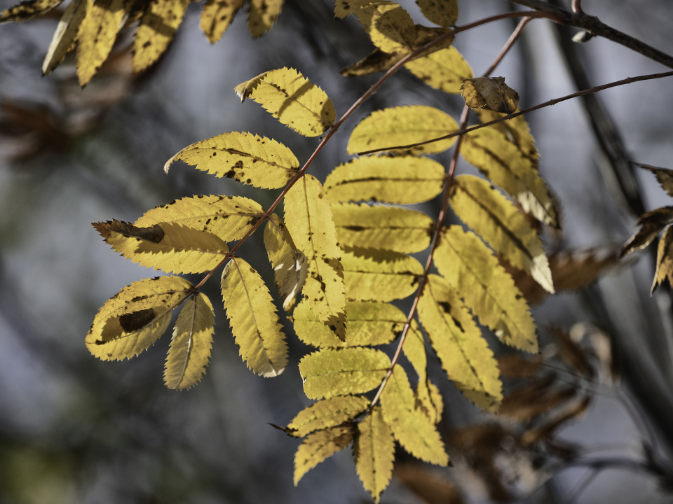 Some leafs left on the trees | Terje | Blipfoto