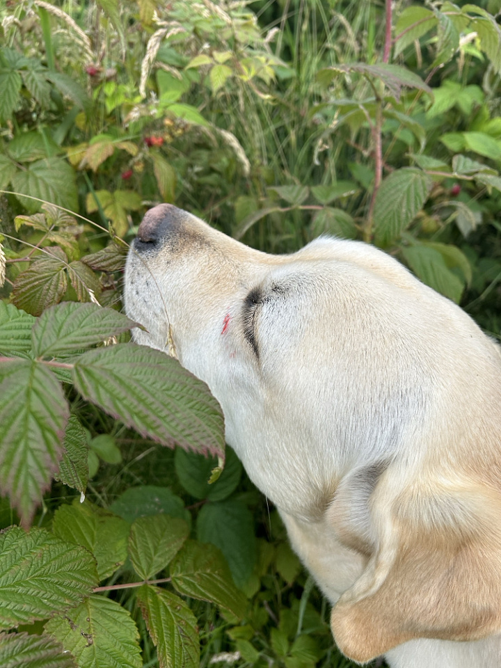 Berry-tastic | Princessnthedog | Blipfoto