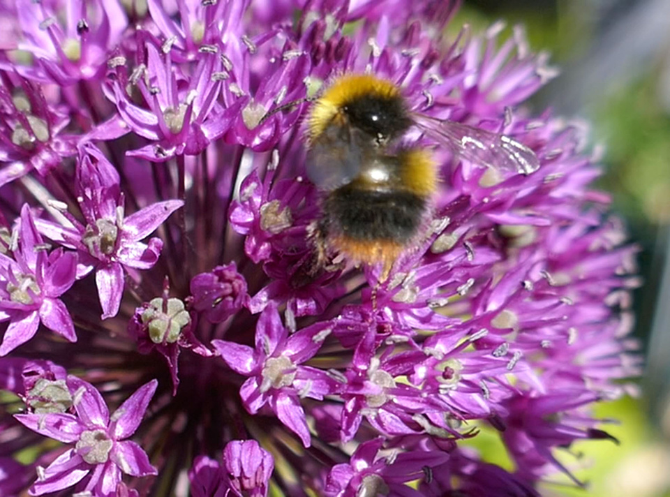 Bee on Allium | PicturePoems | Blipfoto