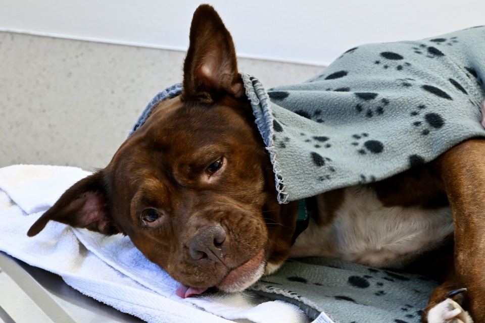 A is for Anesthesia, R is for Recovery | deborahlarson9 | Blipfoto