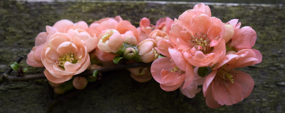 Chaenomeles japonica | rat | Blipfoto