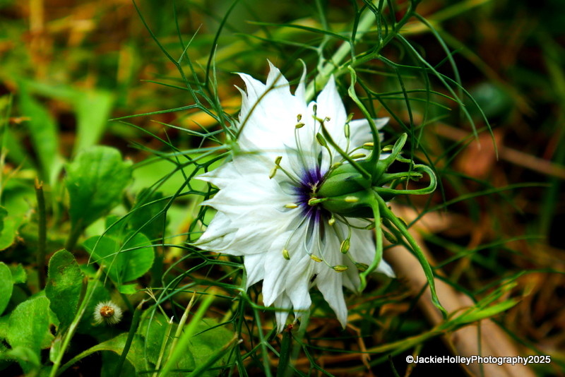 Love in a Mist | ThingsBeautiful | Blipfoto
