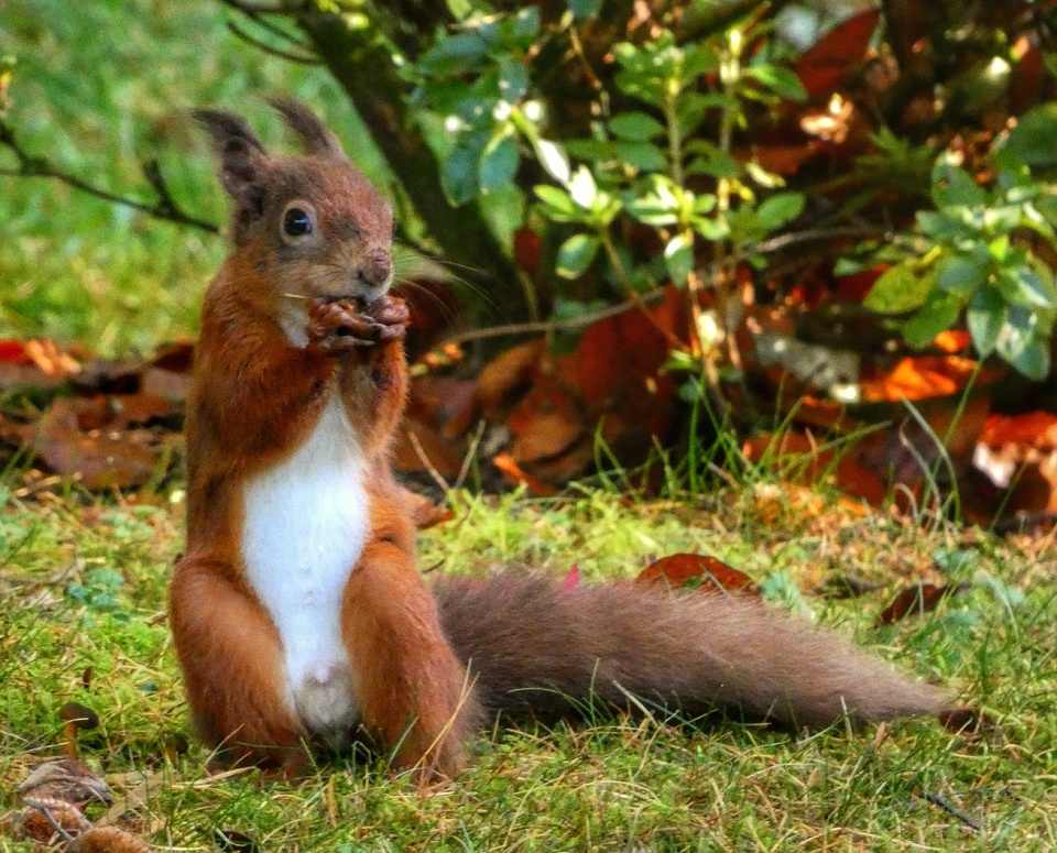 What's got a hazelnut in every bite? | Cailleach | Blipfoto