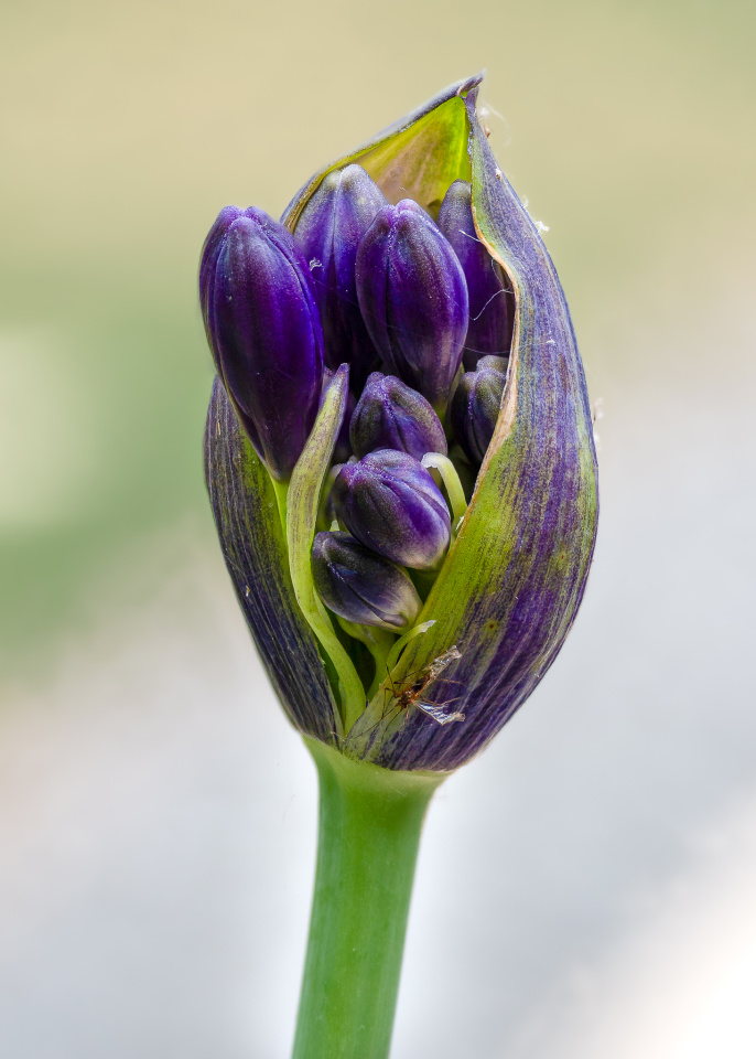 Bursting Forth (FF04_2025) | steveng | Blipfoto