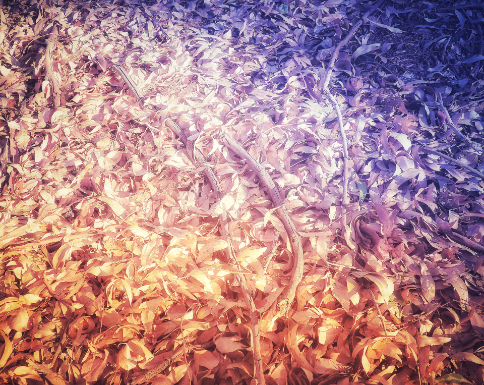 Abstract Thursday - Leaves and Sticks | DonnaWanna | Blipfoto