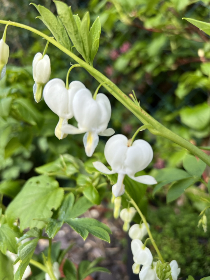 Joy | Romay | Blipfoto