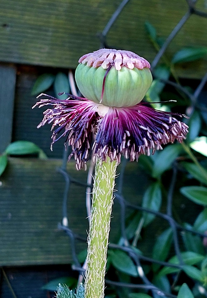POPPY SEED HEAD. | sunflower | Blipfoto