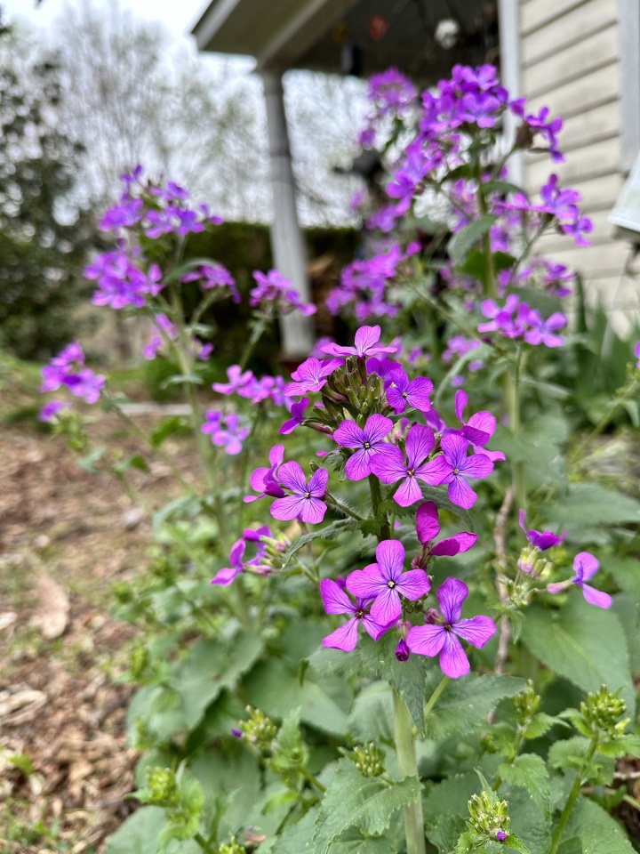 Money Plant | Kimb | Blipfoto