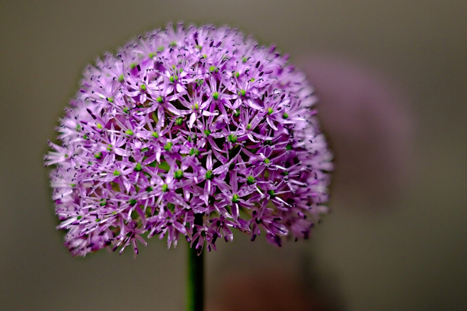 Early allium | RedFlash | Blipfoto