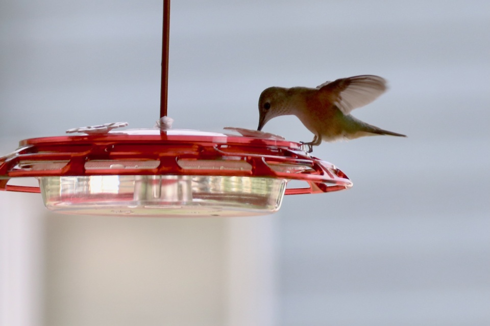 new feeder, new hummer | stillandknow | Blipfoto