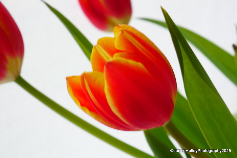 Vibrant | ThingsBeautiful | Blipfoto