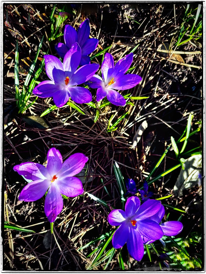 Spring is in the air | Bella888 | Blipfoto