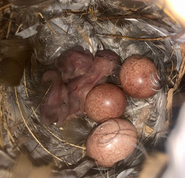 Happy Hatch Day | dbifulco | Blipfoto