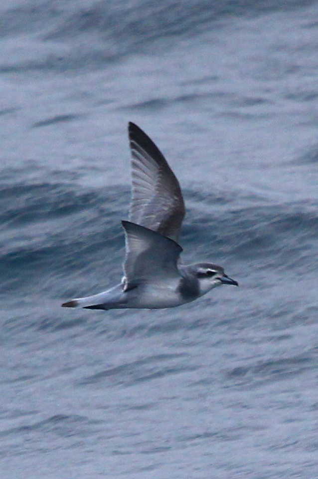 Antarctic prion | TheHairyPict | Blipfoto