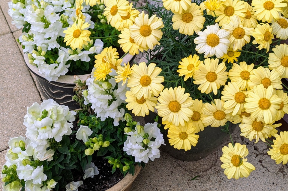 Patio pots | JanetMayes | Blipfoto